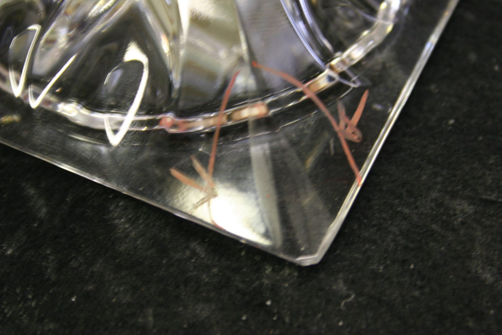 Waterford Crystal Repair - Project Repair Gallery | Bruening Glass Works